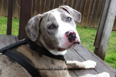 Louisiana State Dog - family dog - dangerous? Pictures