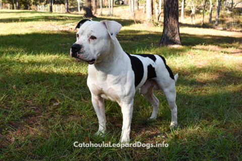 Catahoula Leopard Dog - Catahoula Leopard Dogs Info site