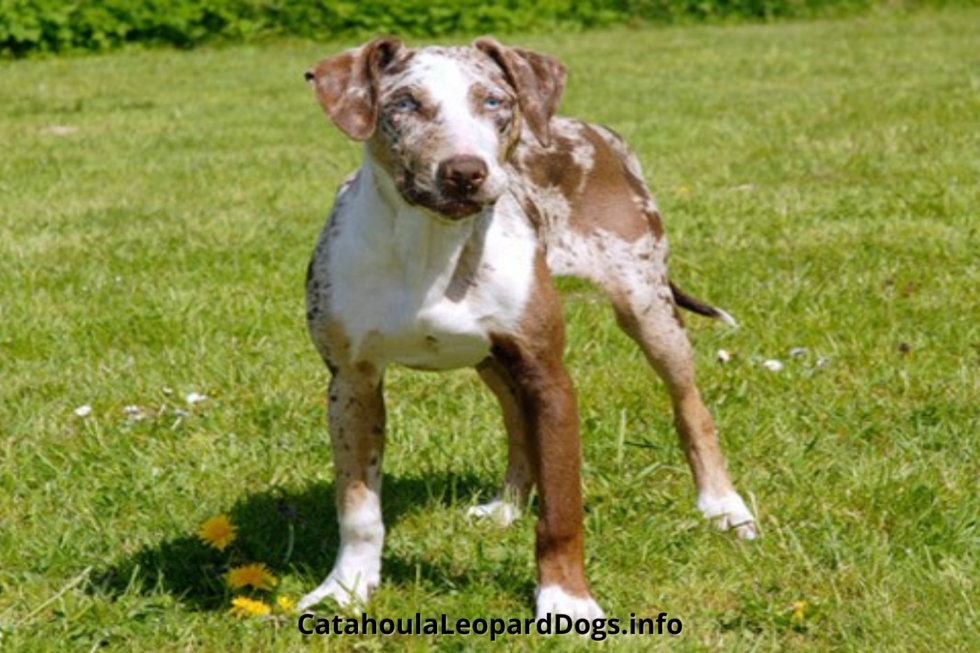 Rare Catahoula Leopard Dog - Catahoula Leopard Dog